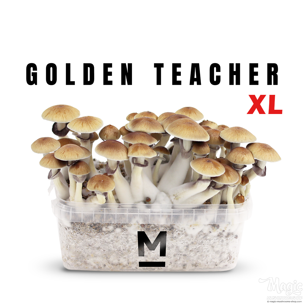 Magic Mushroom Grow Kit 'Golden Teacher XL' by Mondo® | Grow at home Magic Mushroom Grow Kit 'Golden Teacher XL' by Mondo® | Grow at home