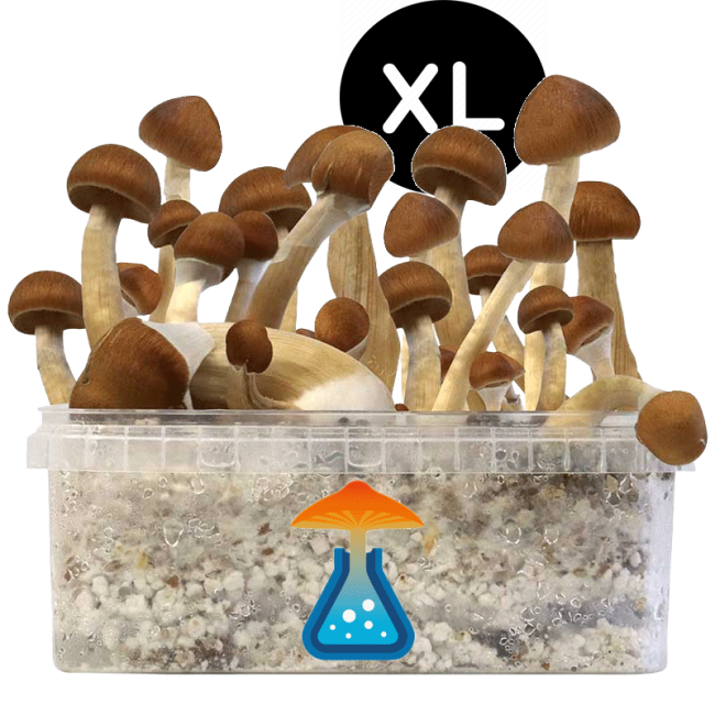 Champignon Hallucinogene Kit