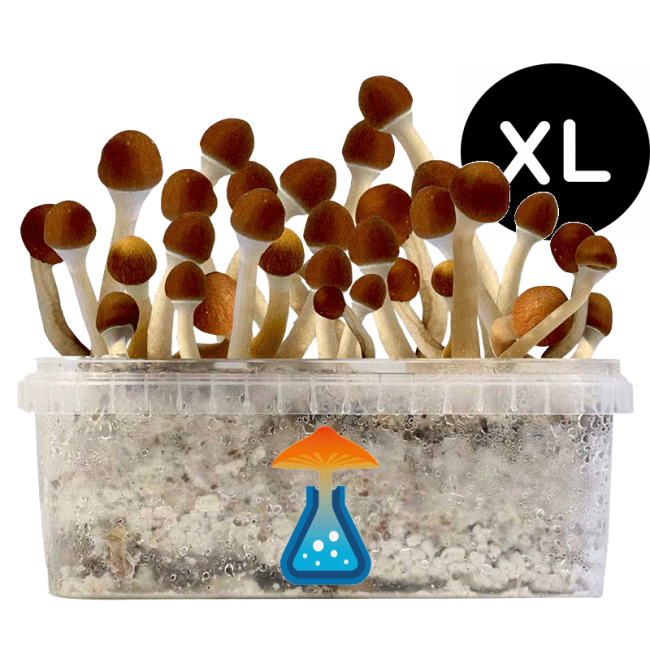 Cambodian Grow Kit XL 2100 ml – GetMagic® | Kit Champignons Magiques