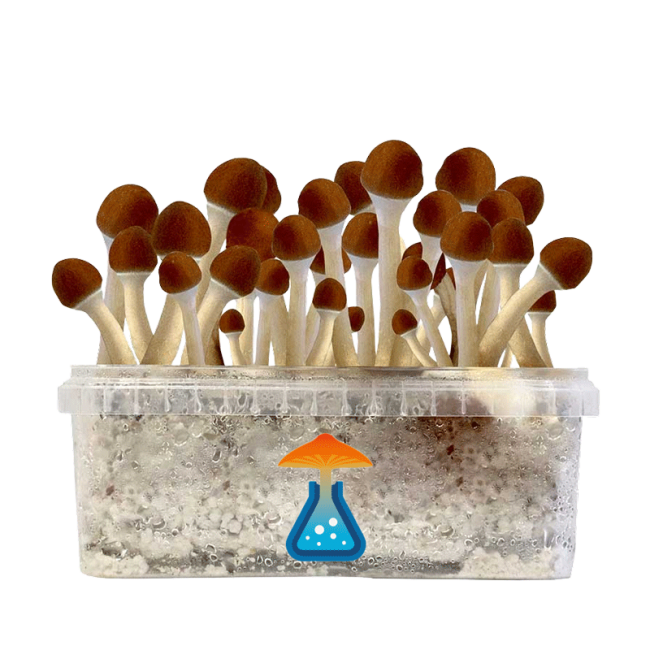 Libérez la magie des champignons hallucinogènes Golden Teacher avec ...
