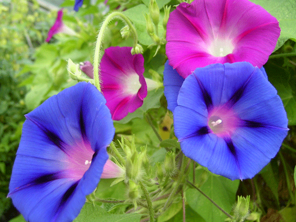 Morning Glory Seeds: LSA, History and Effects Guide